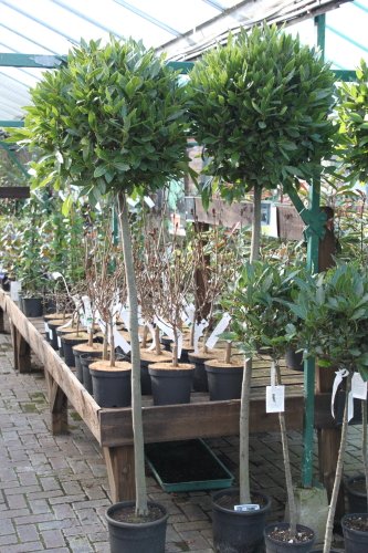 Buy Garden -Laurus nobilis Bay Tree- Large Standards 1.7M tall With ...