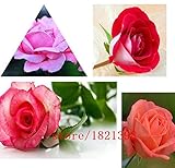 Rosa Tea - Rose - Caratteristiche della rosa tea