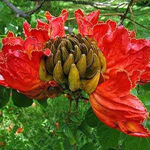 SHOP 360 GARDEN Spathodea campanulata, African tulip tree, Fountain ...