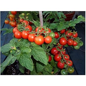 PREMIER SEEDS DIRECT Tomato - Dwarf Variety - RED Robin - 100 Finest ...
