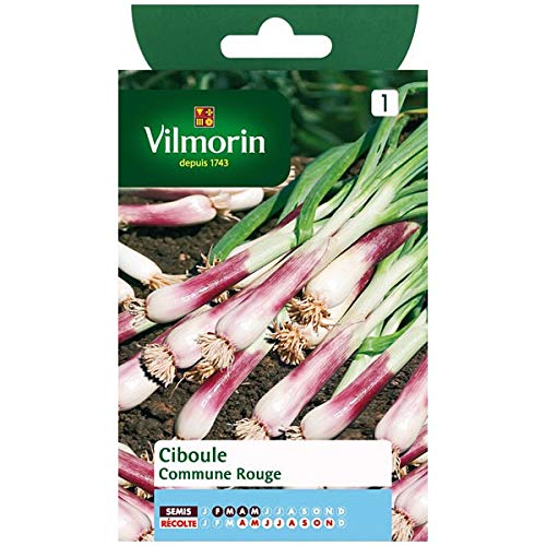 Ciboule - Cive