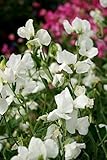 Violaciocca - Matthiola incana - Matthiola incana - Piante Annuali ...
