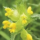 6,000 British Wild Flower Seeds Yellow Rattle Rhinanthus Minor 20g ...