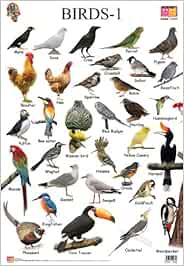 Buy Birds: 1 (Educational Wall Charts) Book Online at Low Prices in ...