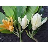 Greenntower Live Orange Swarna Champa/Sonchafa Flower/Son Champa ...