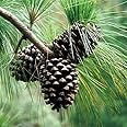 SHOP 360 GARDEN Pinus roxburghii, Chir pine, Himalayan longleaf pine ...