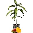 IXORA Sindhu Seedless Variety Grafted Mango Aam Fruit Live Plant & Tree ...