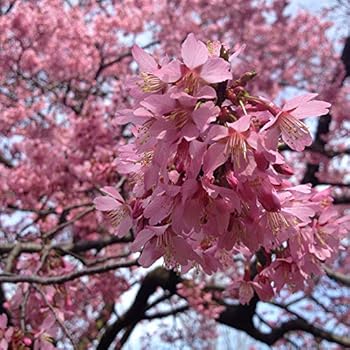 Flowering Cherry Almond tree 1M bare root (Prunus triloba): Amazon.co ...