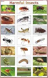 Buy Harmful Insects Chart Book Online at Amazon | Harmful Insects Chart ...