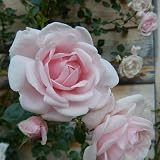 Rose rampicanti - Rose - Caratteristiche delle rose rampicanti