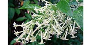 Harit - The Plants Shop Special Night Queen - Raat Ki Rani Green Plant ...