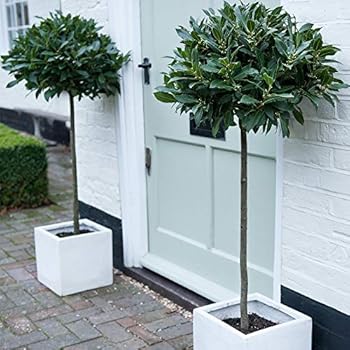 Pair of 1.3M tall Standard Bay Trees: Amazon.co.uk: Garden & Outdoors