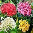 Greentower Live Rangan Multicolour Combo Colour (Red/Yellow/White/Pink ...