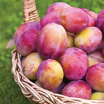 Dwarf Patio Victoria Plum Tree, in a 5L Pot, Miniature & Self-Fertile ...