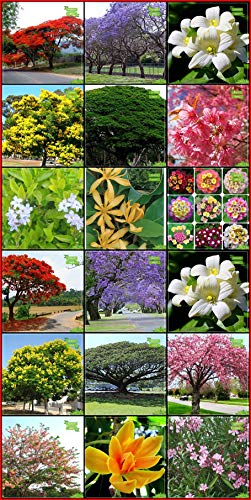 Buy Creative Farmer Fruit Combo Flower Tree & Tree : Jacaranda, Delonix ...
