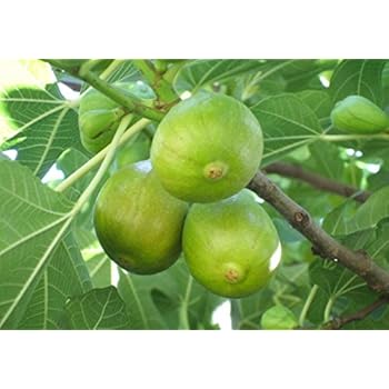 FICHI ALBERO DA FRUTTO ALBERO FICO PIANTA DI FICO "DOTTATO" FRUTTA ...