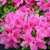 1 X Azalea 'Geisha White' Japanese Evergreen Shrub Hardy Plant in Pot ...