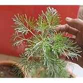 Ar plant Davana live plant,Davanone, davan ether, davana furan and ...