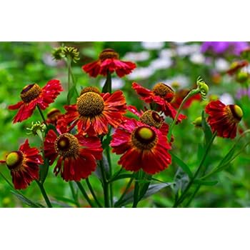 Helenium Red Shades 50 Seeds, Helen's Flower: Amazon.co.uk: Garden ...
