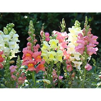 250 graines Fleurs - MUFLIER grand varié gueule de loup - Antirrhinum ...