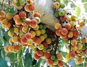 Plant House Live Gular-Ficus Racemosa-Cluster Fig Fruit Plant (with Pot ...