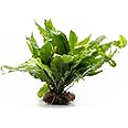 SubstrateSource Java Fern Large Mat Microsorum Pteropus Live Aquarium ...
