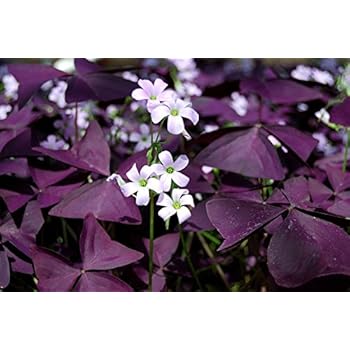 5 x Oxalis Triangularis purpurea flowering sized bulbs. AVAILABLE NOW ...