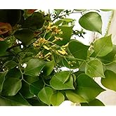 Greenursery Sheesham Sissoo Shisham Sisam Tree Live Plant Indian ...