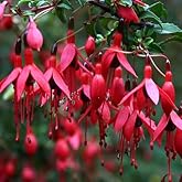 Hardy Dwarf Fuchsia 'Tom Thumb' | Deciduous Shrub | Pot Plant : Amazon ...