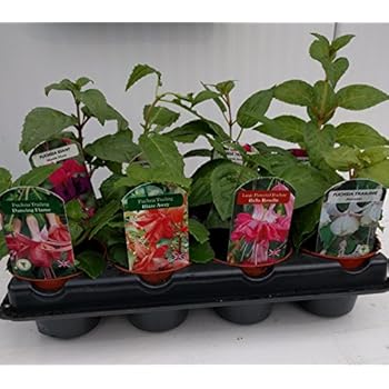 12 GIANT FUCHSIA PLUG PLANTS: Amazon.co.uk: Garden & Outdoors
