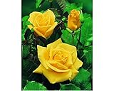 Rosa gialla - Rose - Caratteristiche della rosa gialla