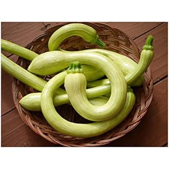 ITALIAN HEIRLOOM HERITAGE COURGETTE TROMBONCINO ALBENGA TRAILING EARLY ...