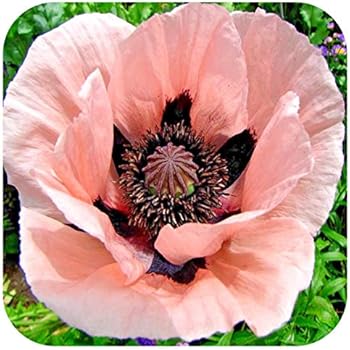 Papaver orientale 'Pizzicato Mixed' x 6 Large Plug Plants Hardy ...