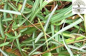 Kapebonavista® Anantamul Anantamool Anant Vel Maeen Mool Sugandhi-pala ...