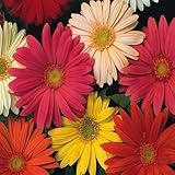 Margarita Gerbera: Exótica y desafiante. Una flor única para tu jardín