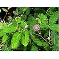 Growing Plants Original Live Shami/Sami/Prosopis Cineraria Good Luck ...