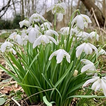 Galanthus Nivalis, Woodland English Snowdrops bulbs x 60 freshly dug ...