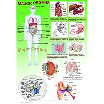 laminated MAJOR ORGANS HUMAN BODY educational poster | school type ...