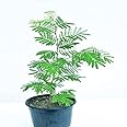 Planter Society Prosopis Cineraria, Shami Tree, Vanni Maram, Banni Mara ...