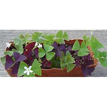 5 x Oxalis Triangularis purpurea flowering sized bulbs. AVAILABLE NOW ...