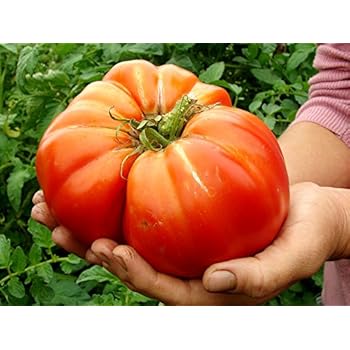 Giant tomato 'Behemoth' 20 Seeds: Amazon.co.uk: Garden & Outdoors