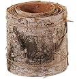 FloristryWarehouse Birch Tree Bark Roll 300cm Long x 15cm Wide : Amazon ...