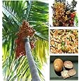 Creative Farmer Live Palm Tree Arecanut Betel Plant Adakkamaram/Adakkai ...
