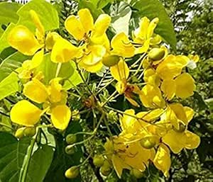 Yazhini Nature Life Dried Aavarampoo | Tarwar | Aavaram | Dried Senna ...