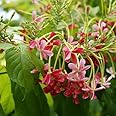60Pcs Combretum indicum Flower Seeds : Amazon.co.uk: Garden