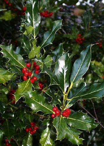 Les différentes espèces de houx : sans piquant, panachées, caduques...