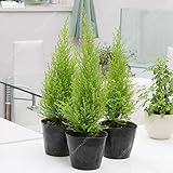 Tuia - Thuja occidentalis - Alberi - Caratteristiche della tuia