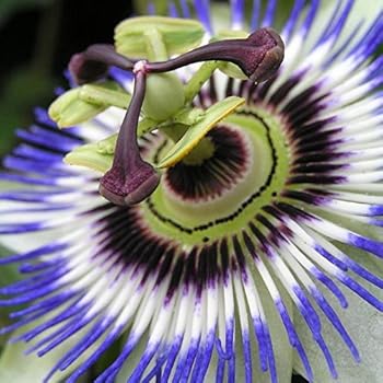 10 Giant Granadilla - PASSIFLORA quadrangularis Passion fruit flower ...