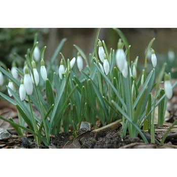 100 Snowdrop Bulbs "Galanthus Nivalis". Free UK P&P: Amazon.co.uk ...