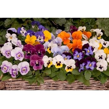 Just Seed - Flower - Primula obconica - Libre Mix - 20 Seeds: Amazon.co ...